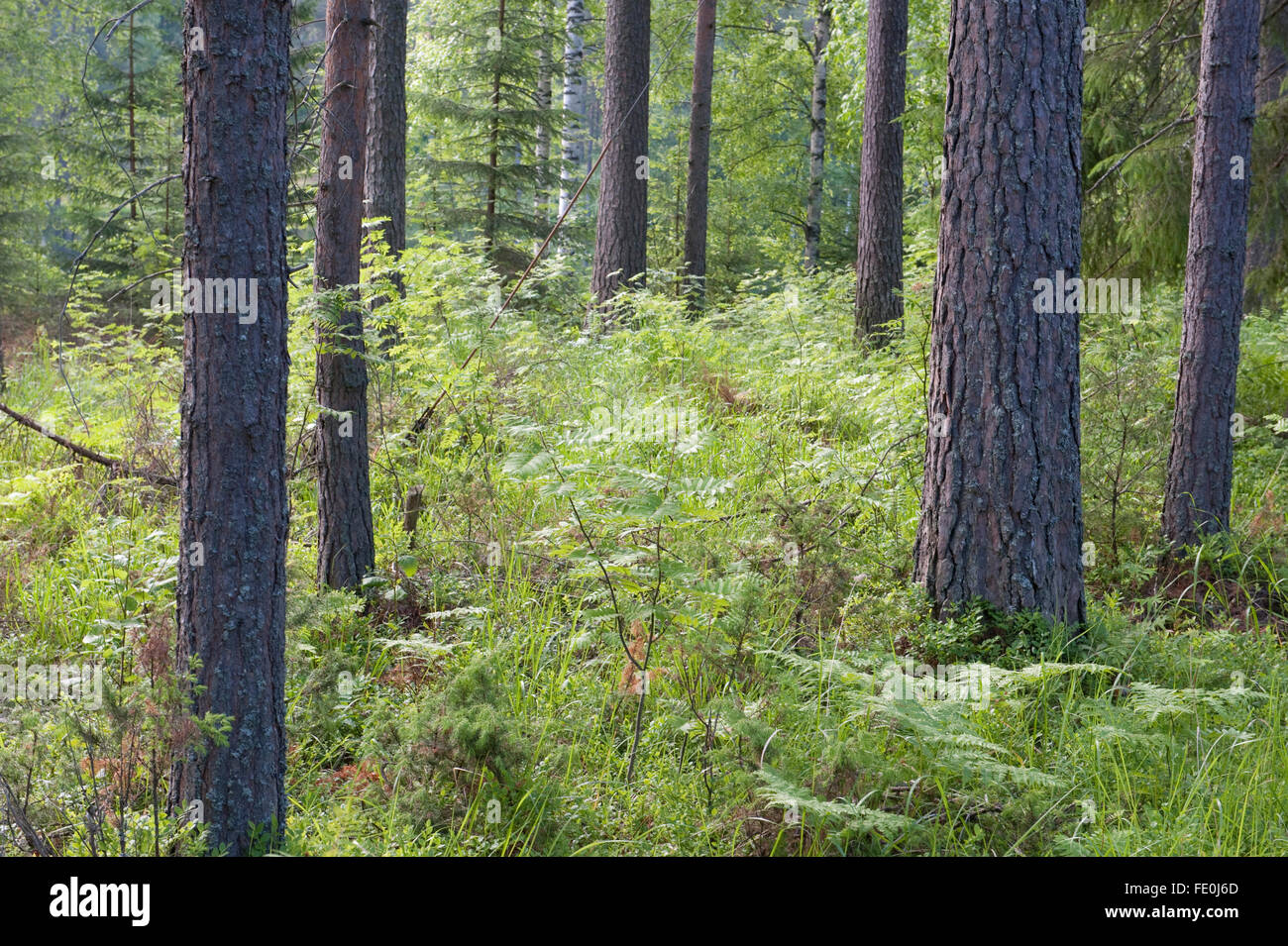 Finland forest national park hi-res stock photography and images - Alamy