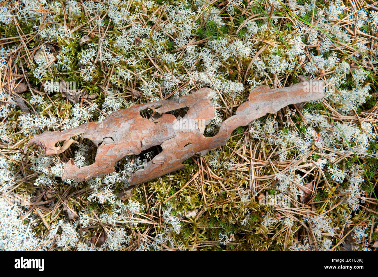 Abstract of tree bark on forest floor, Hiidenportti National Park ...