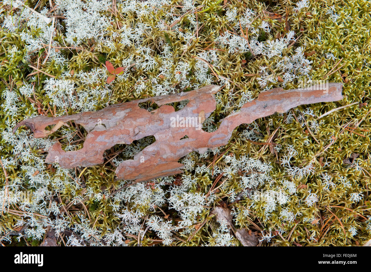 Abstract of tree bark on forest floor, Hiidenportti National Park ...
