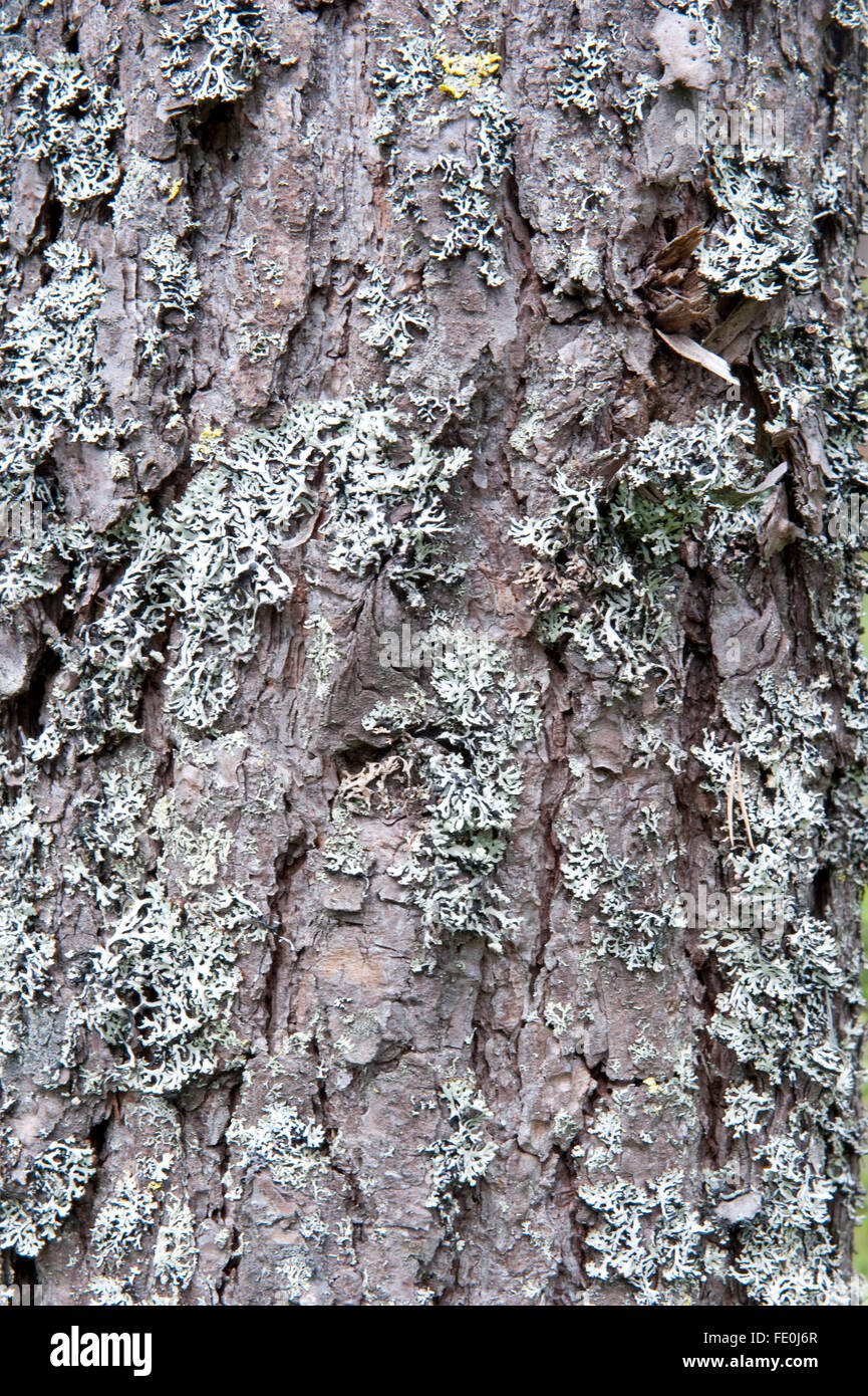 Lichen On Pine Tree Trunk High Resolution Stock Photography and Images ...