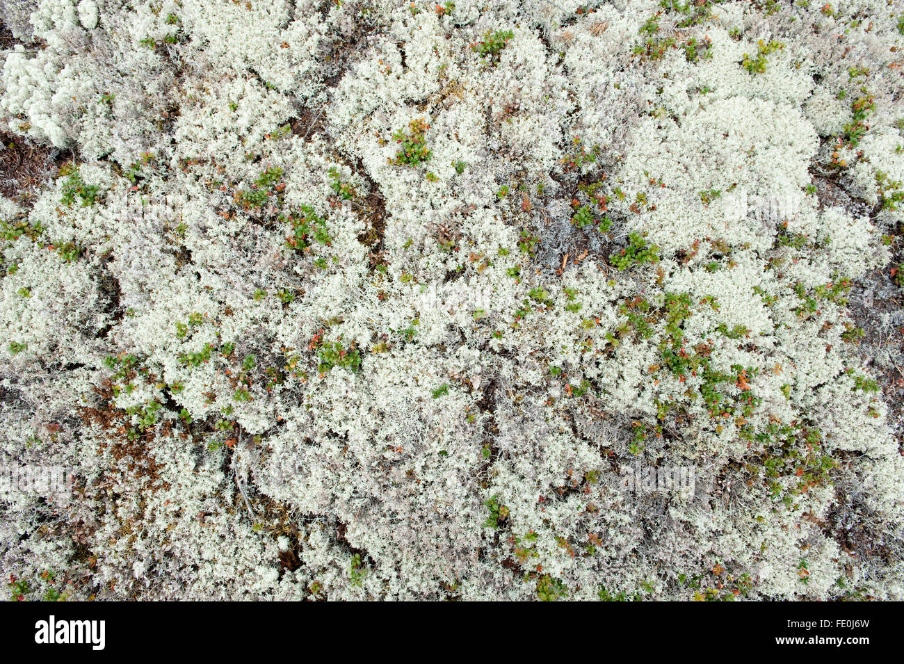 Reindeer Lichen, Cladonia rangiferina, Hiidenportti National Park ...