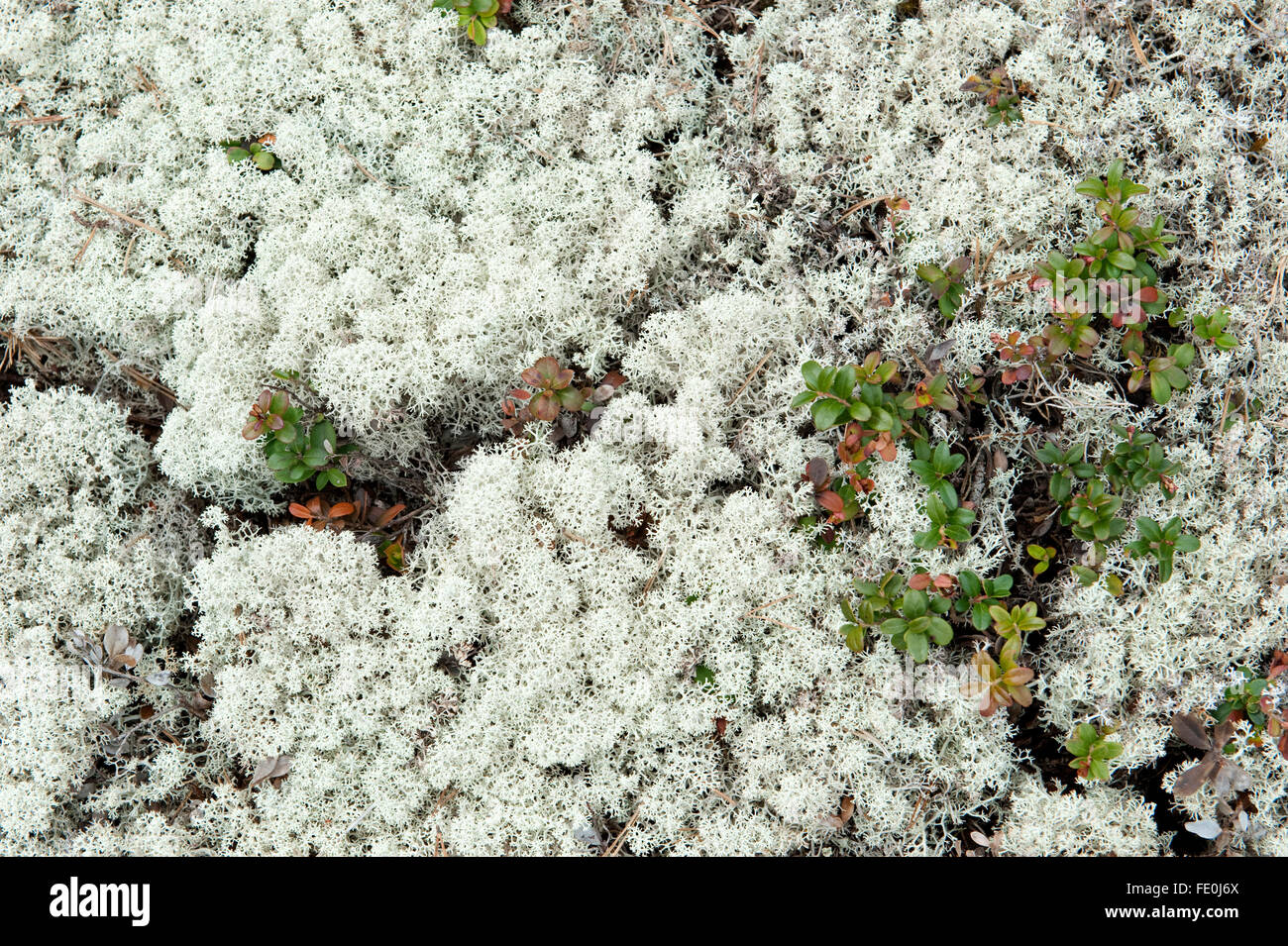 Reindeer Lichen, Cladonia rangiferina, Hiidenportti National Park ...