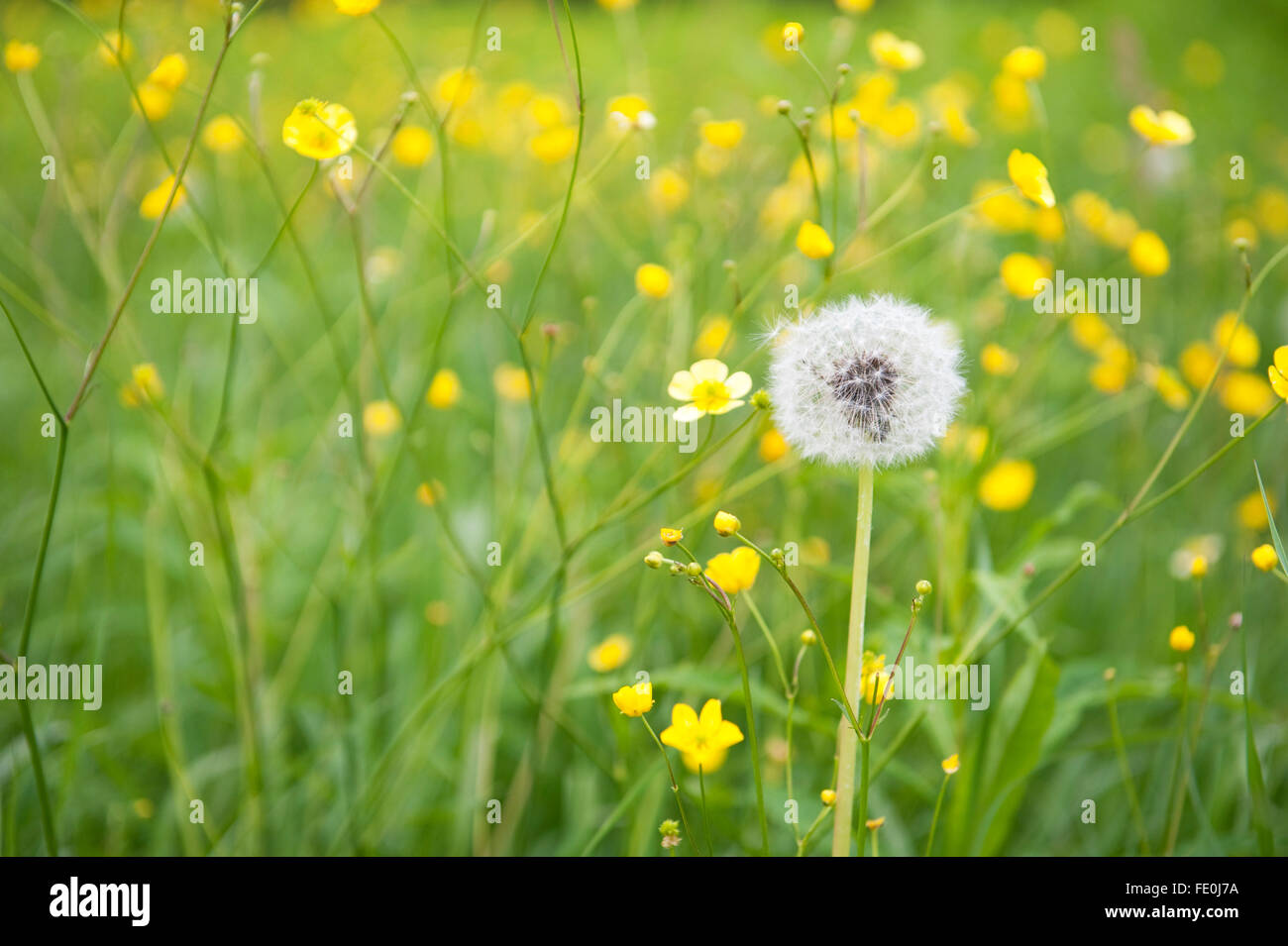 Remote meadow hi-res stock photography and images - Alamy