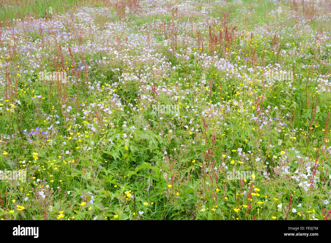 Wild Flower Meadow, Lentiira, Finland Stock Photo - Alamy