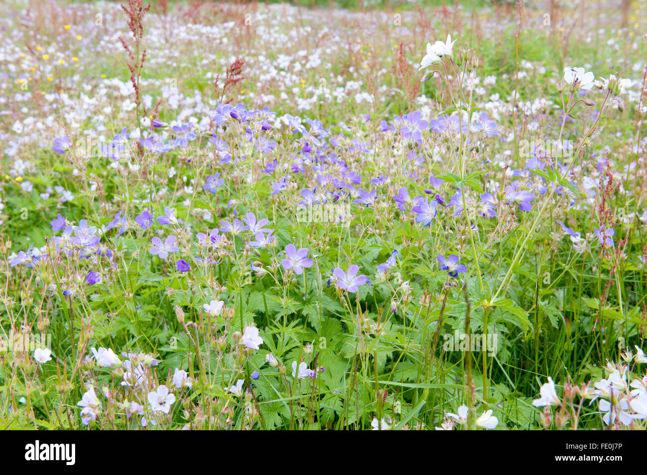Wild flower hi-res stock photography and images - Alamy