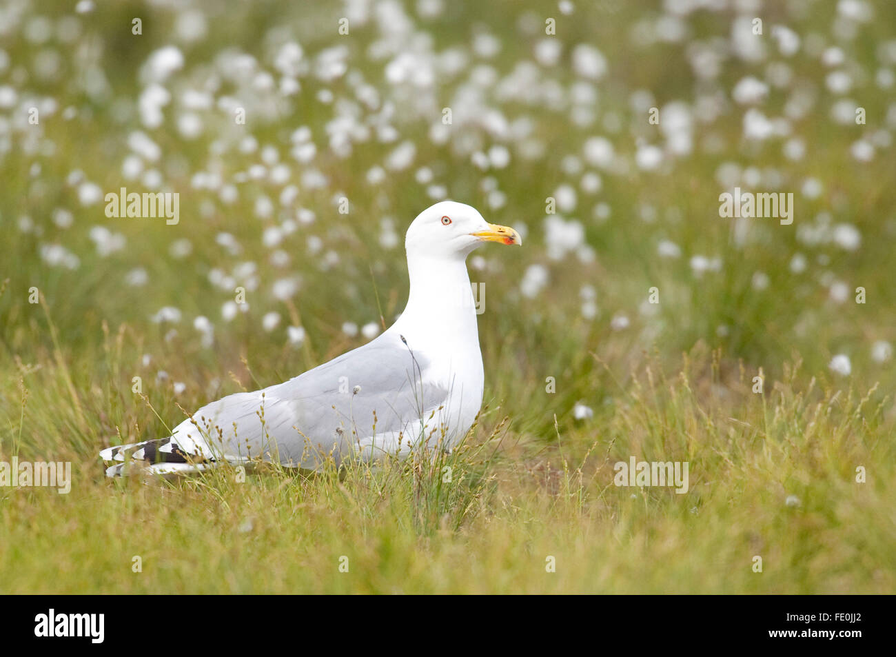 European Herring Gull, Larus argentatus, Finland Stock Photo - Alamy