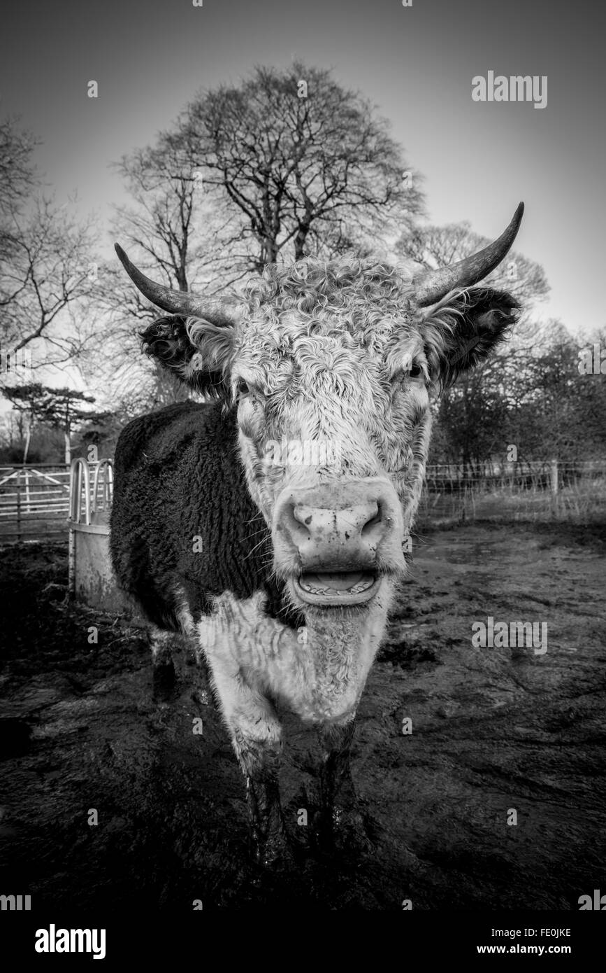 Head cow on farm Black and White Stock Photos & Images - Alamy