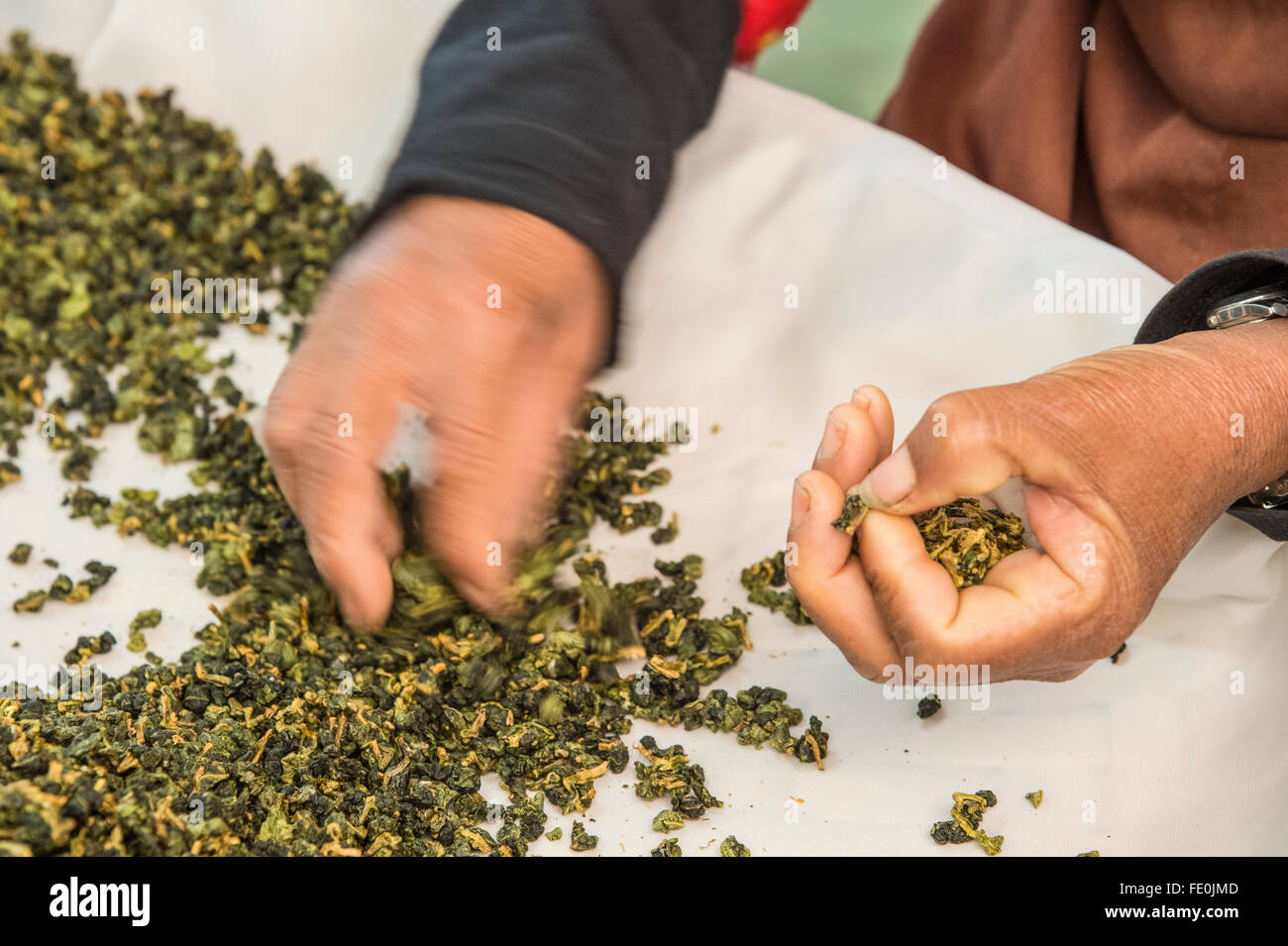 Tea plantation selection Stock Photo - Alamy