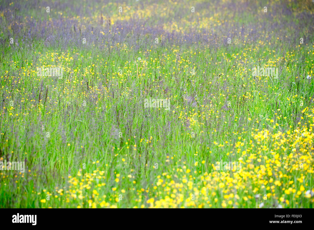 Meadow flowers and grasses, Kuhmo, Finland Stock Photo - Alamy