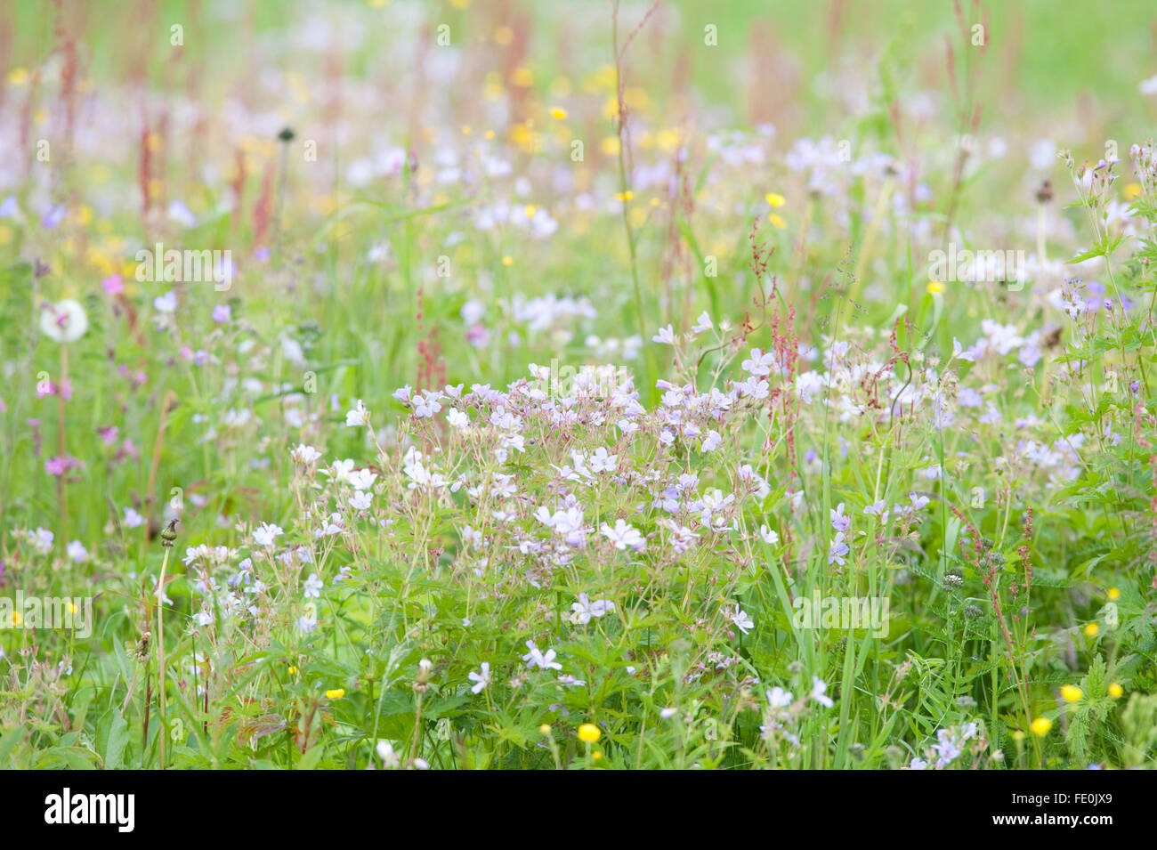 Meadow flowers and grasses, Kuhmo, Finland Stock Photo - Alamy