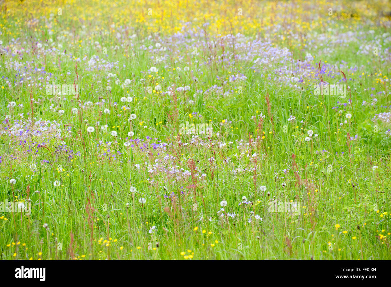Meadow flowers and grasses, Kuhmo, Finland Stock Photo - Alamy