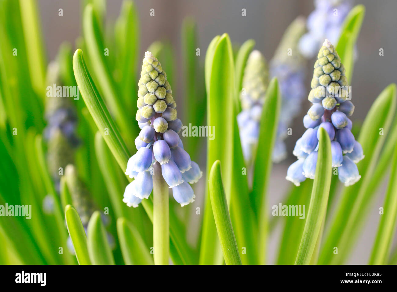 Muscari flowers on green background, wallpaper Stock Photo - Alamy
