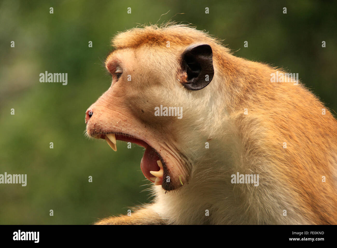Portrait of Toque macaque (Macaca sinica) yawning, Cave Temple in ...