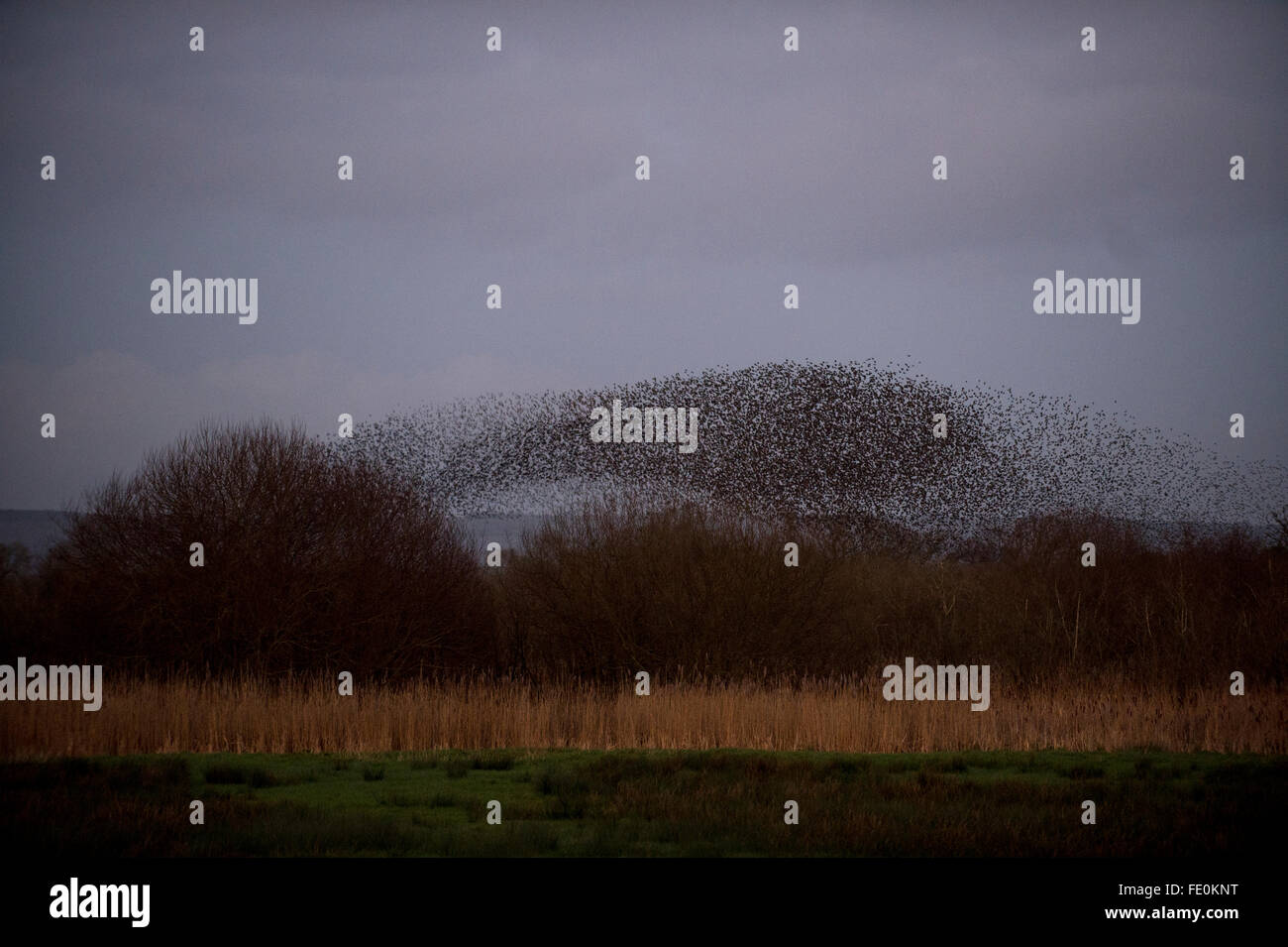 Starling murmuration over the Somerset levels at Shapwick Heath Stock ...