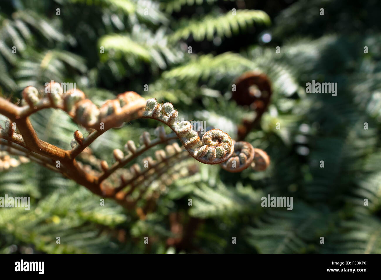 Tree fern close up Stock Photo - Alamy