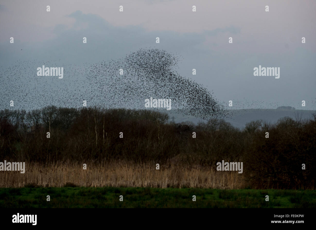 Starling murmuration over the Somerset levels at Shapwick Heath Stock ...