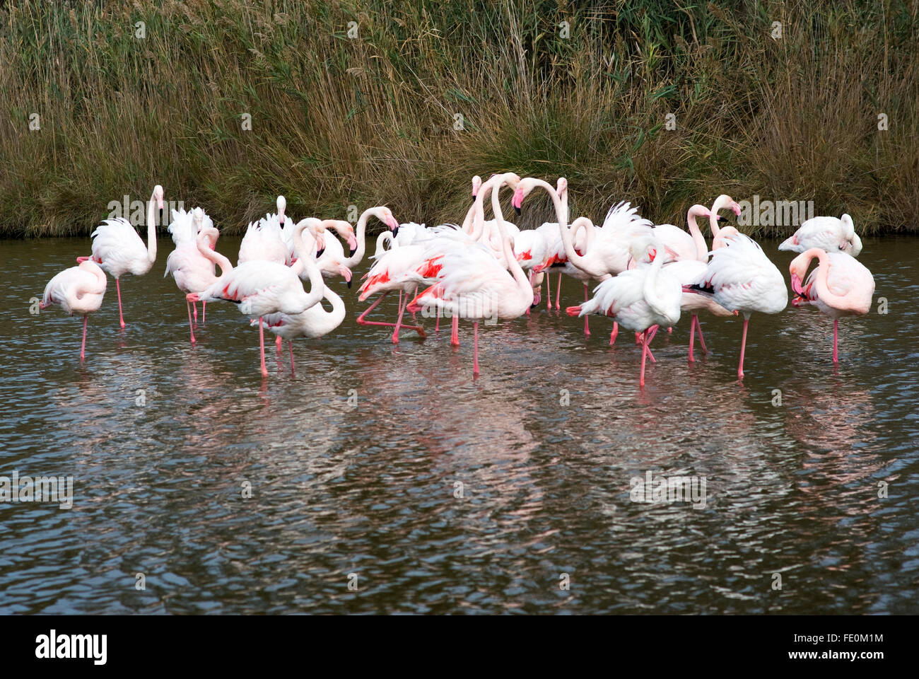 Flock of Flamingos in Regional Nature Park of the Camargue, France ...