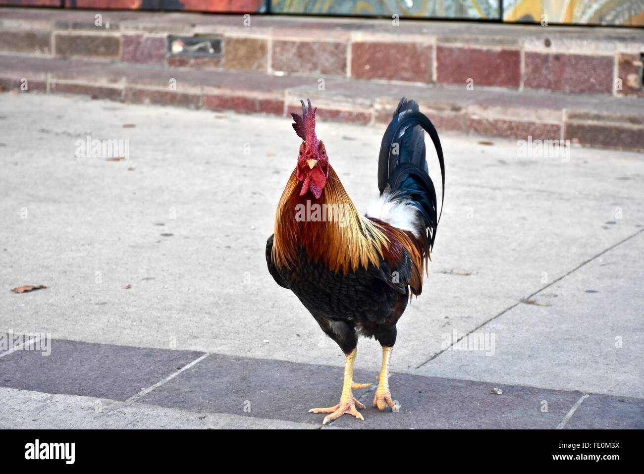 Rooster (Gallus Gallus Domestics) walking around Puerto Rico street ...