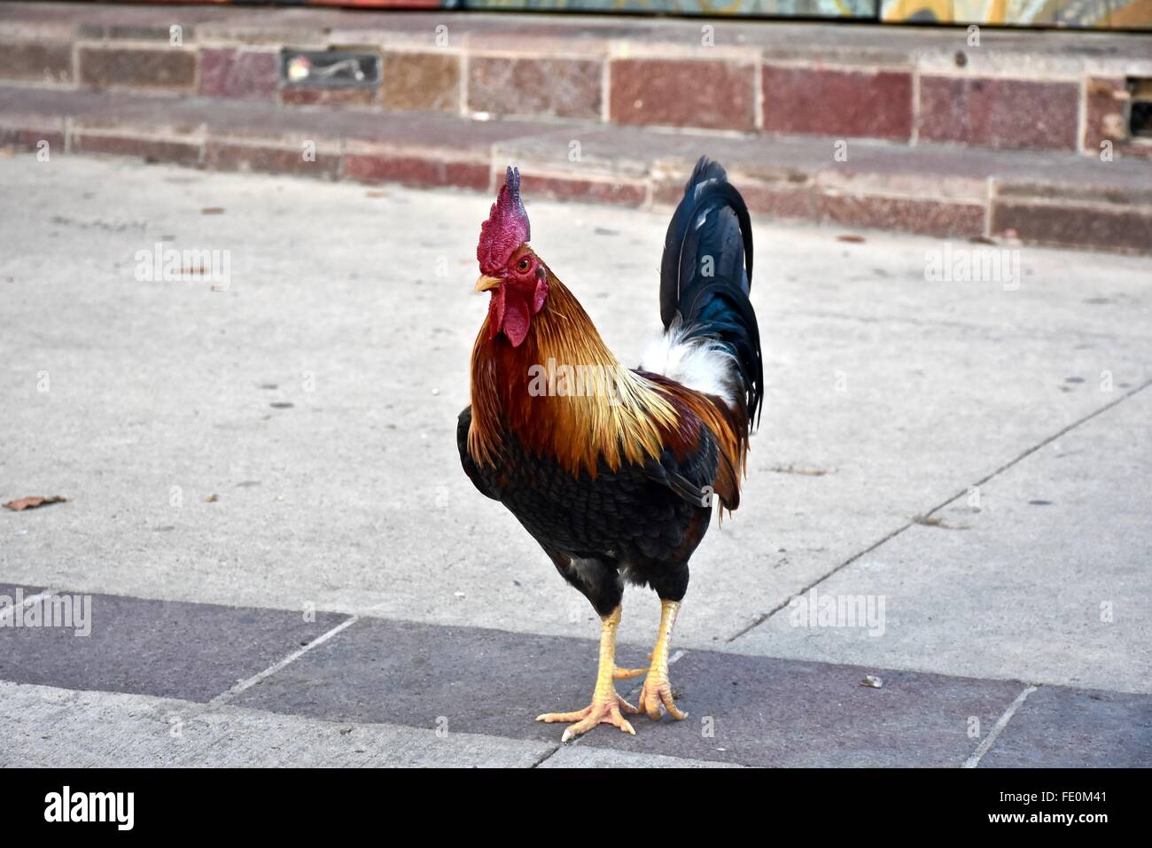 Rooster tail hi-res stock photography and images - Alamy