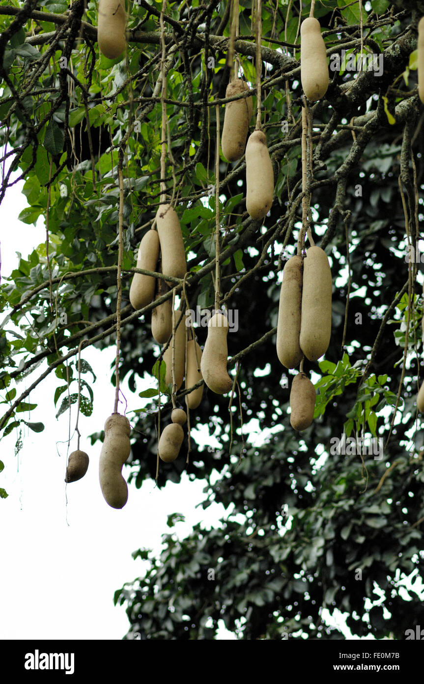 Sausage tree hi-res stock photography and images - Alamy
