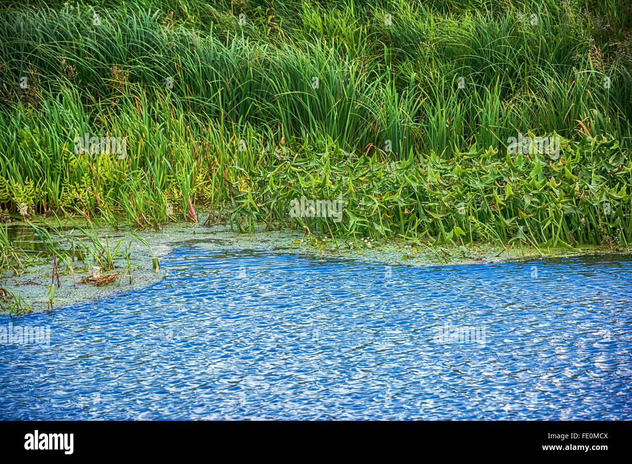 Windy landscape with river and reed. Nature background Stock Photo - Alamy