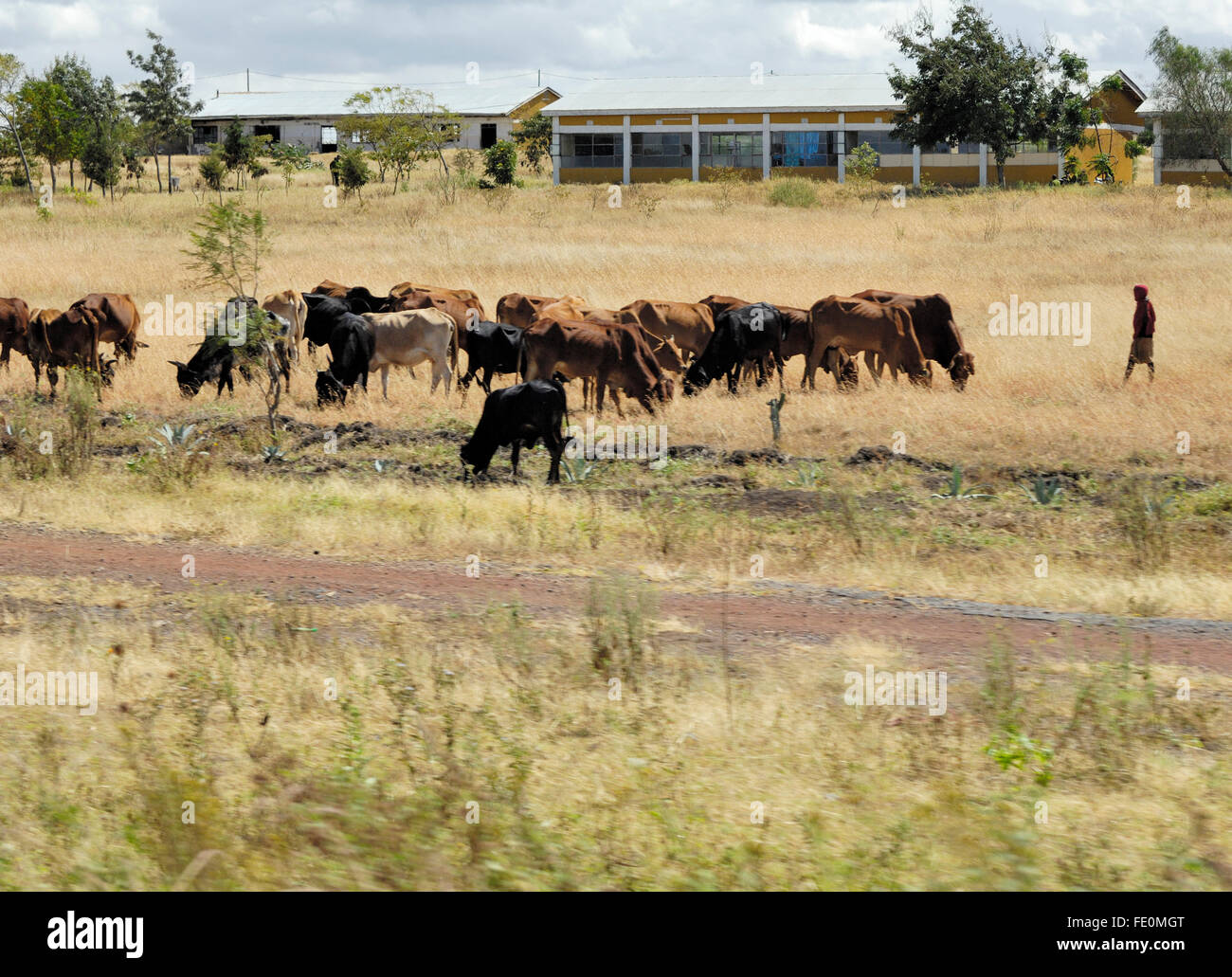 Maasai cattle hi-res stock photography and images - Alamy
