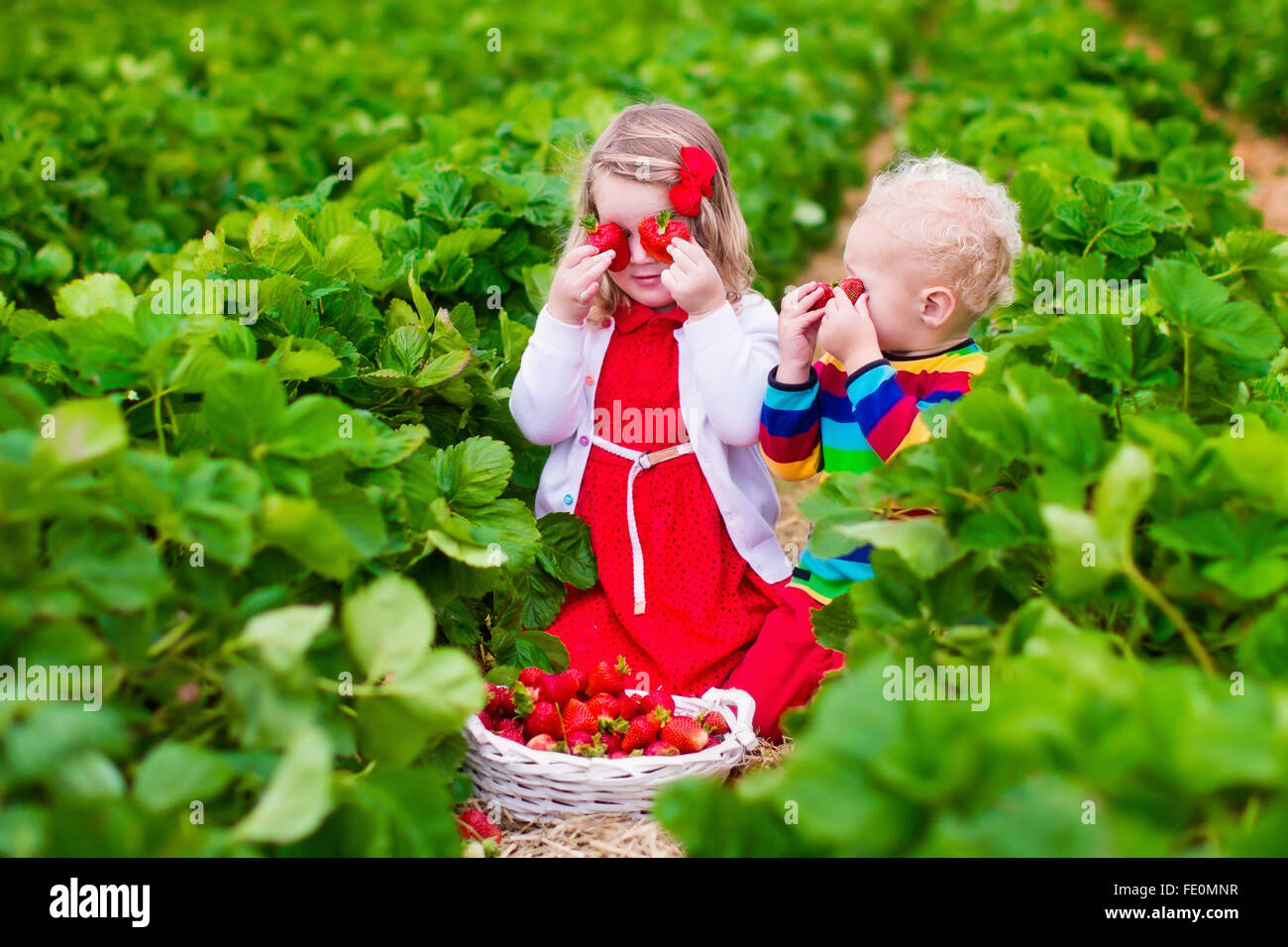 Children pick strawberries. Kids picking fruit on organic strawberry ...