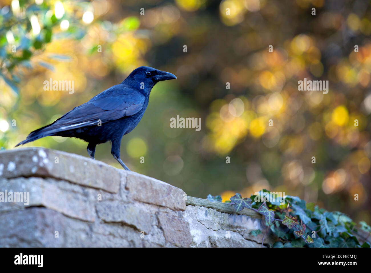 A crow walking along a garden wall Stock Photo - Alamy
