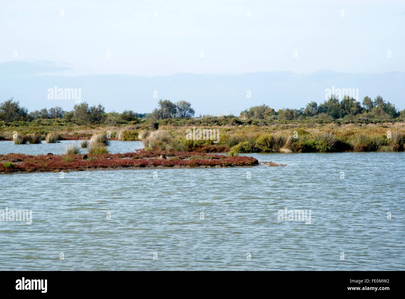 Camargue regional nature park hi-res stock photography and images - Alamy