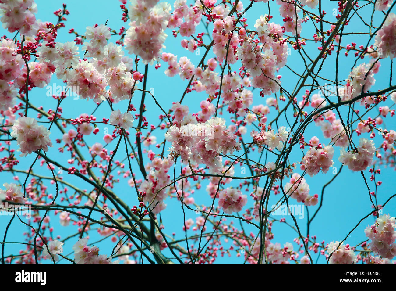 Blooming spring tree branch background Stock Photo - Alamy