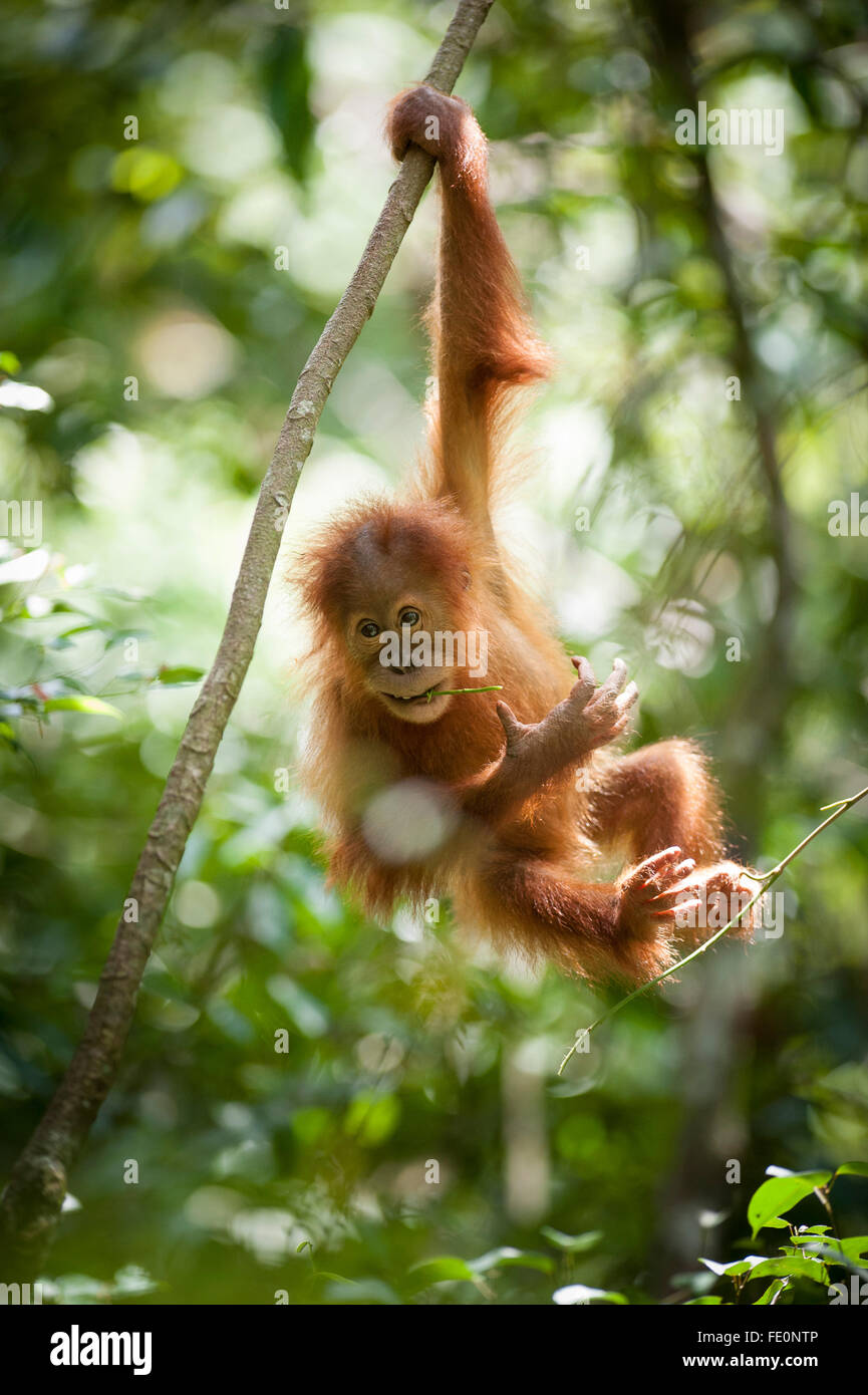 Pongo abelii hi-res stock photography and images - Alamy