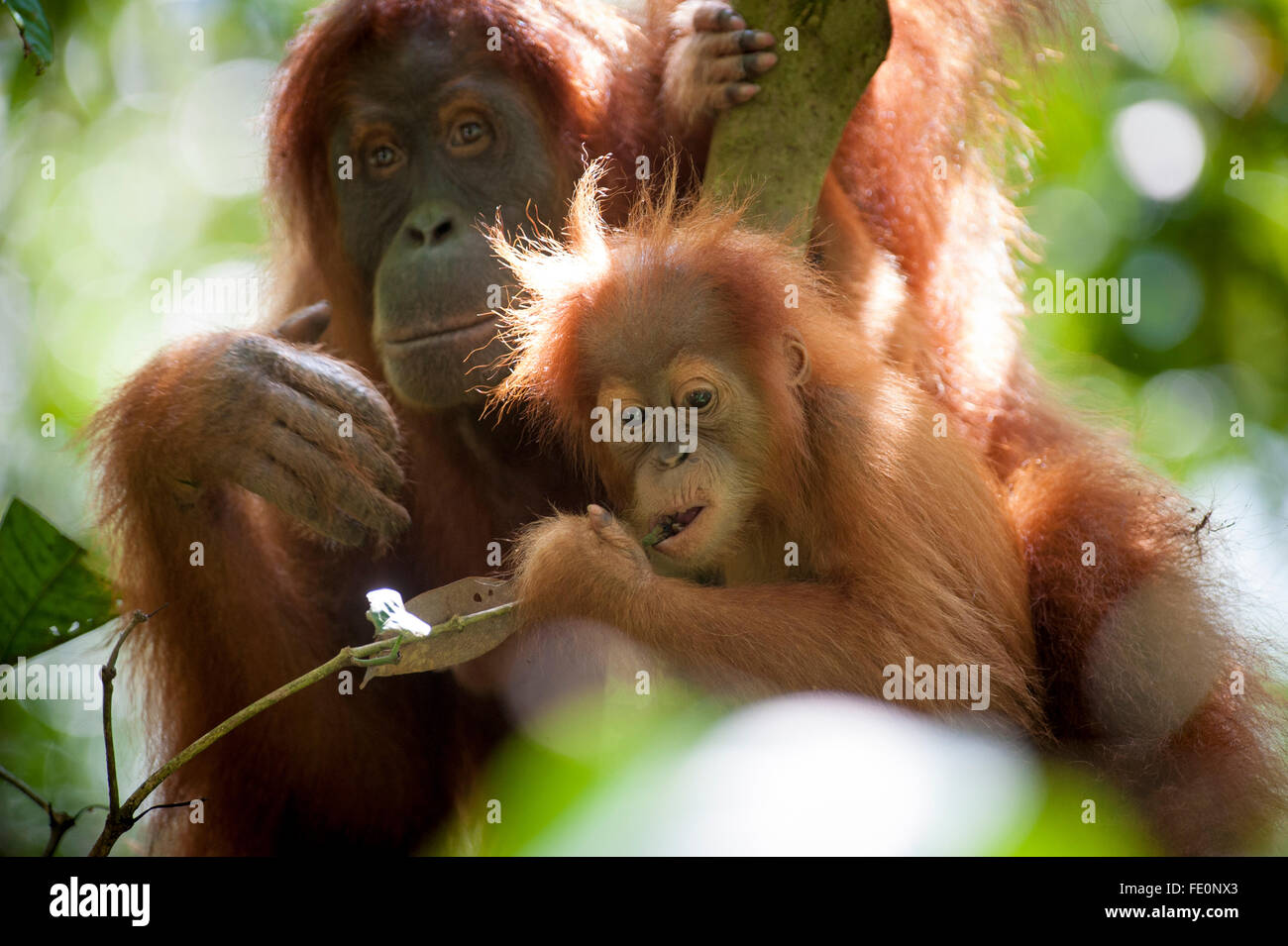 Pongo abelii hi-res stock photography and images - Alamy