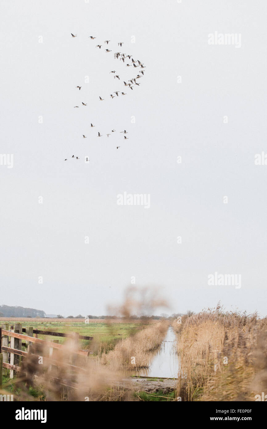 Canadian geese migration hi-res stock photography and images - Alamy