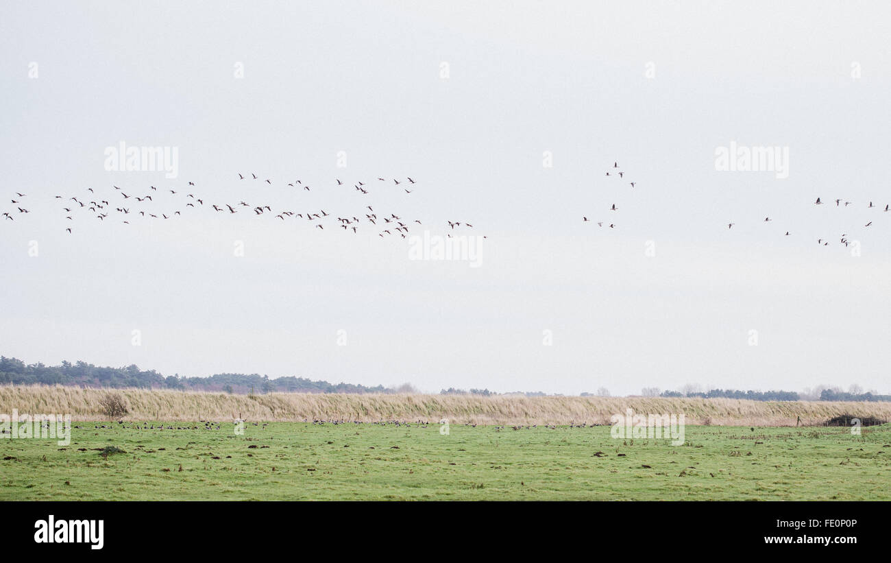 Canadian geese migration hi-res stock photography and images - Alamy