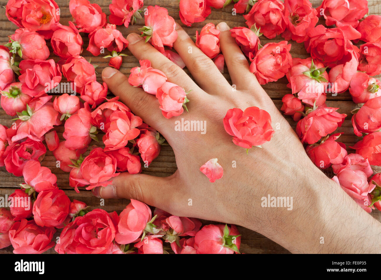 hand among red roses on a wooden table Stock Photo - Alamy