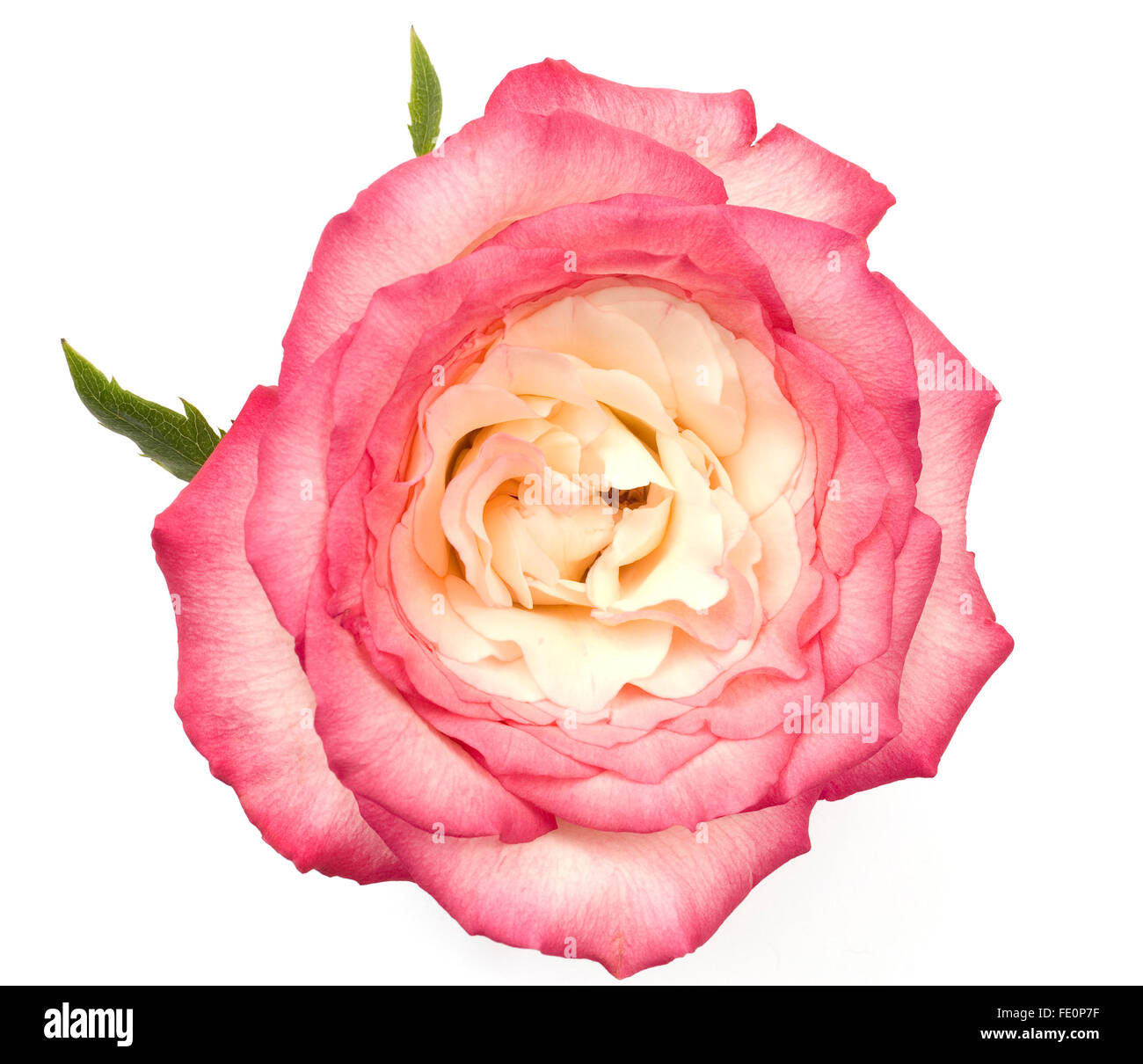 Rose on white hi-res stock photography and images - Alamy