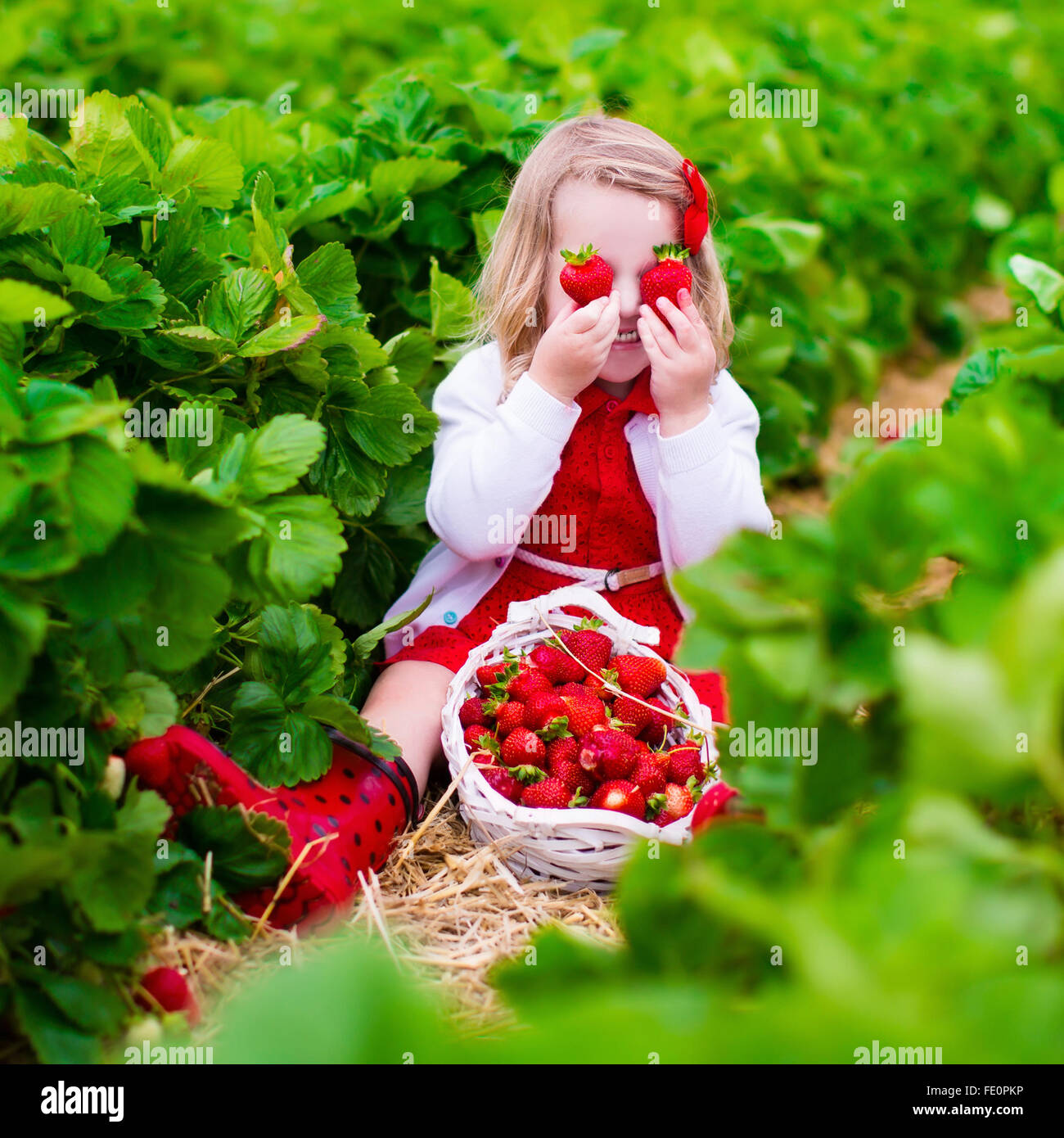 Child picking strawberries. Kids pick fresh fruit on organic strawberry ...