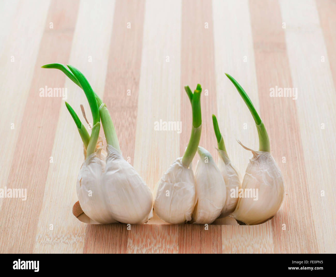Garlic bulb fresh grow green hi-res stock photography and images - Alamy