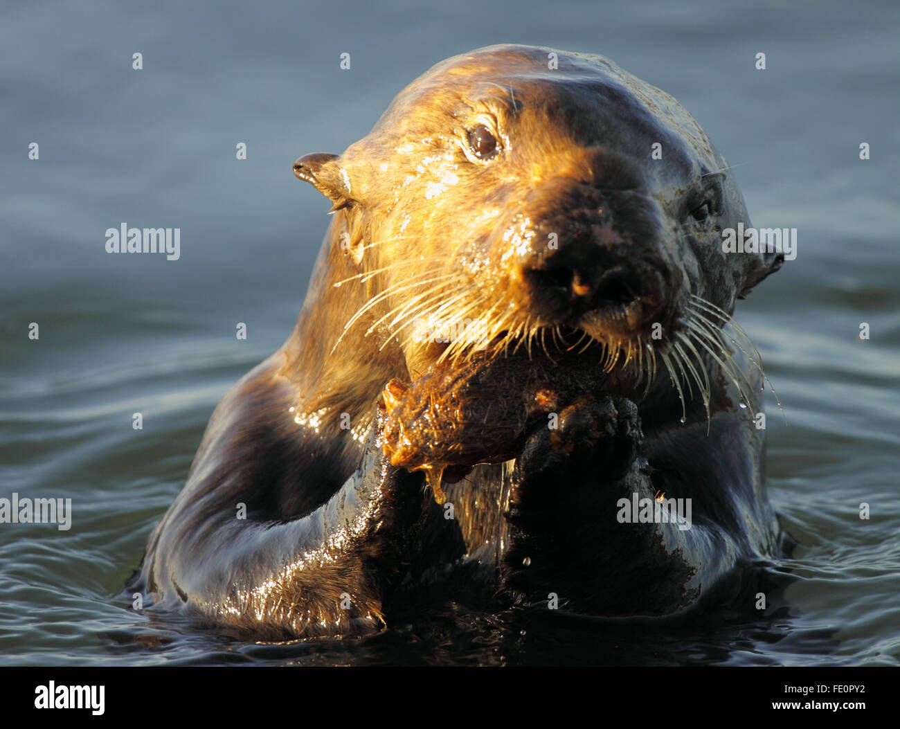 Sea otter eating hi-res stock photography and images - Alamy