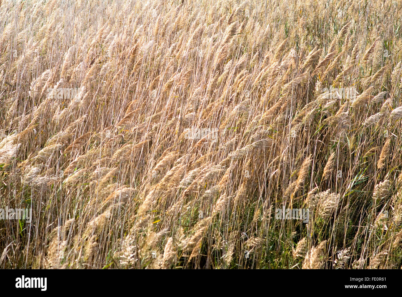 Crop blowing in wind Stock Photo - Alamy