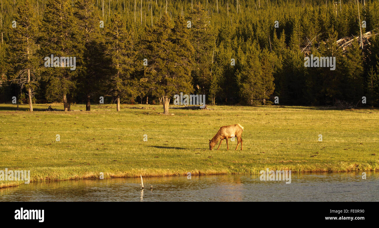A panoramic view of an Elk feeding in Yellowstone National Park Stock ...