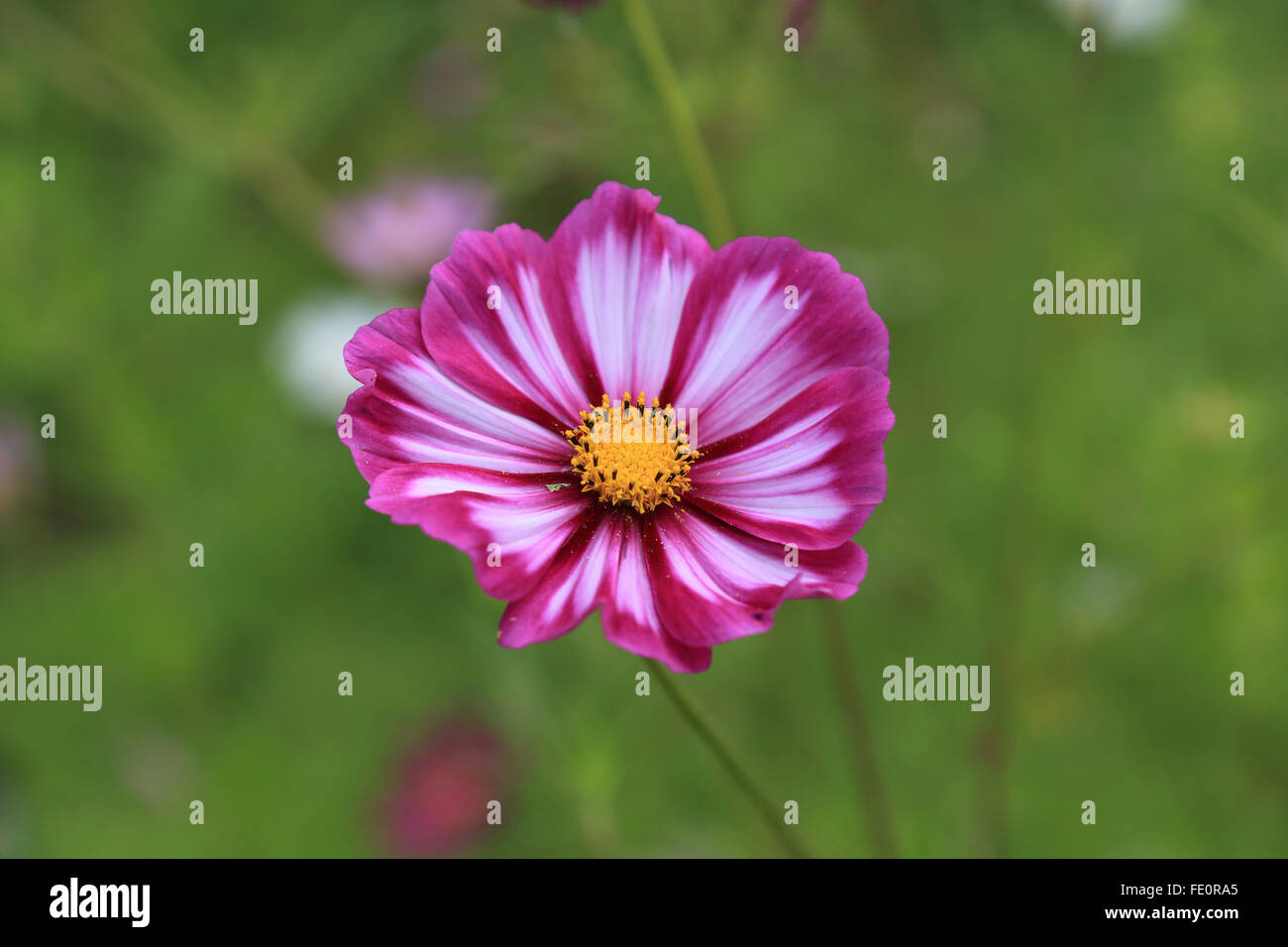 Purple cosmos flower hi-res stock photography and images - Alamy
