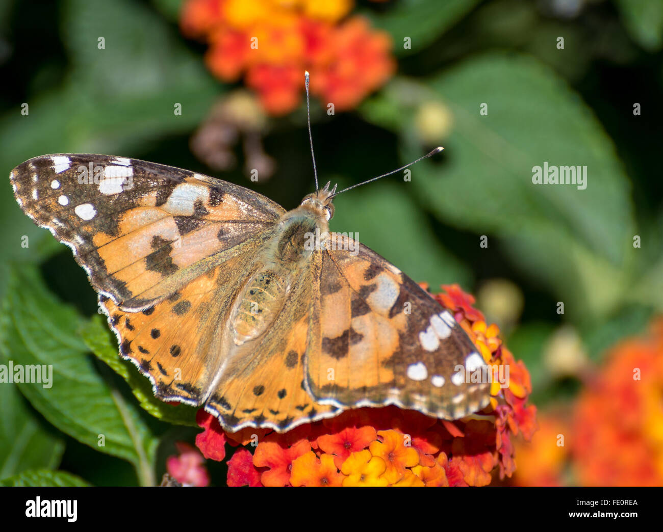 "Painted Lady" Butterfly (Vanessa cardui Stock Photo - Alamy