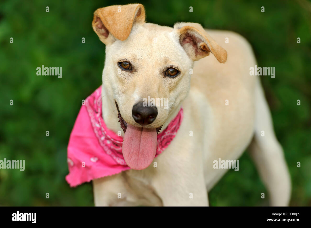 Happy dog is a white happy looking dog with cute floppy ears and his ...