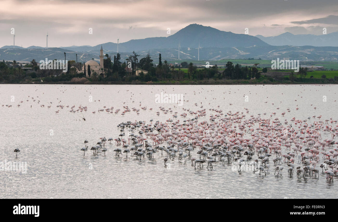 Group of wild Flamingo Birds r at Larnaca salt lake in front of the ...