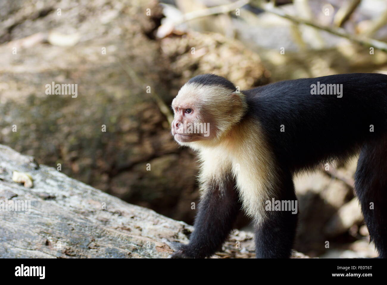 Leader of the Pack. Cebus capucinus, white-headed capuchin, white-faced ...