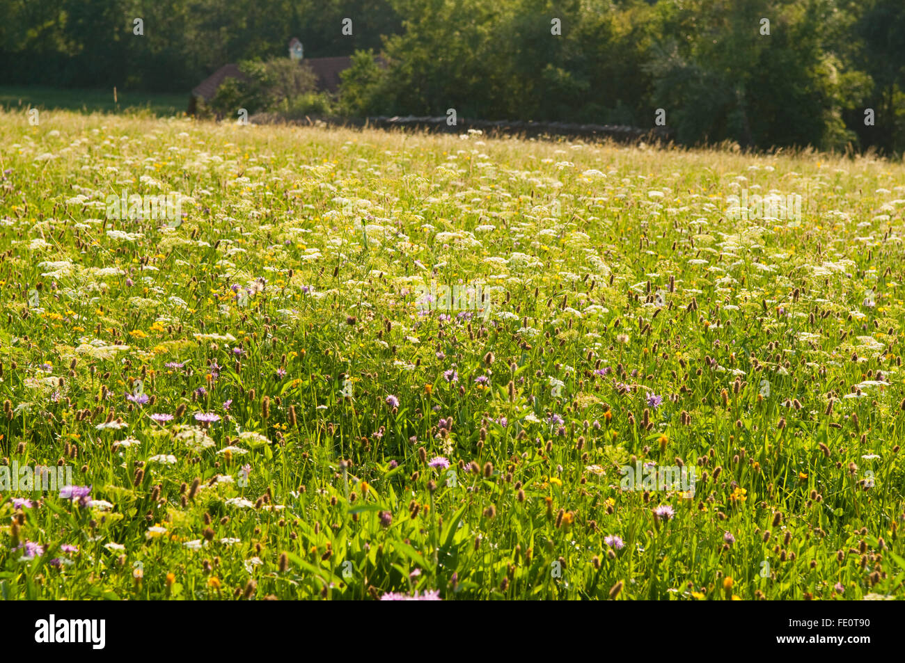 A variety of wildflowers growing in a meadow in the Austrian ...