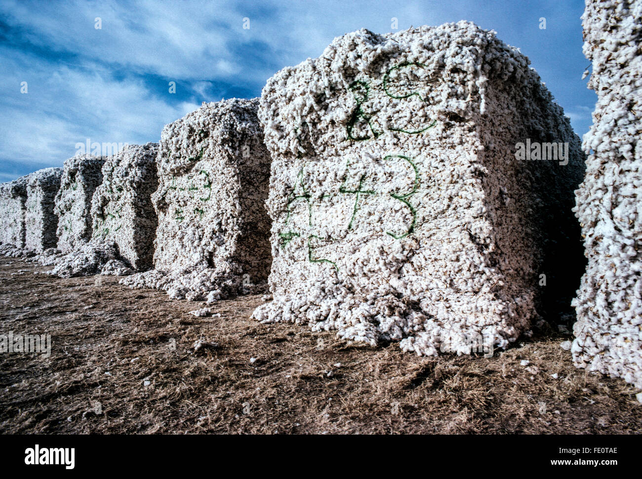 Cotton modules, west Texas, United States of America Stock Photo - Alamy