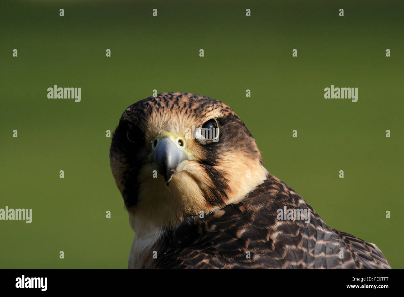 Close up of a Peregrine Falcon (Falco peregrinus Stock Photo - Alamy