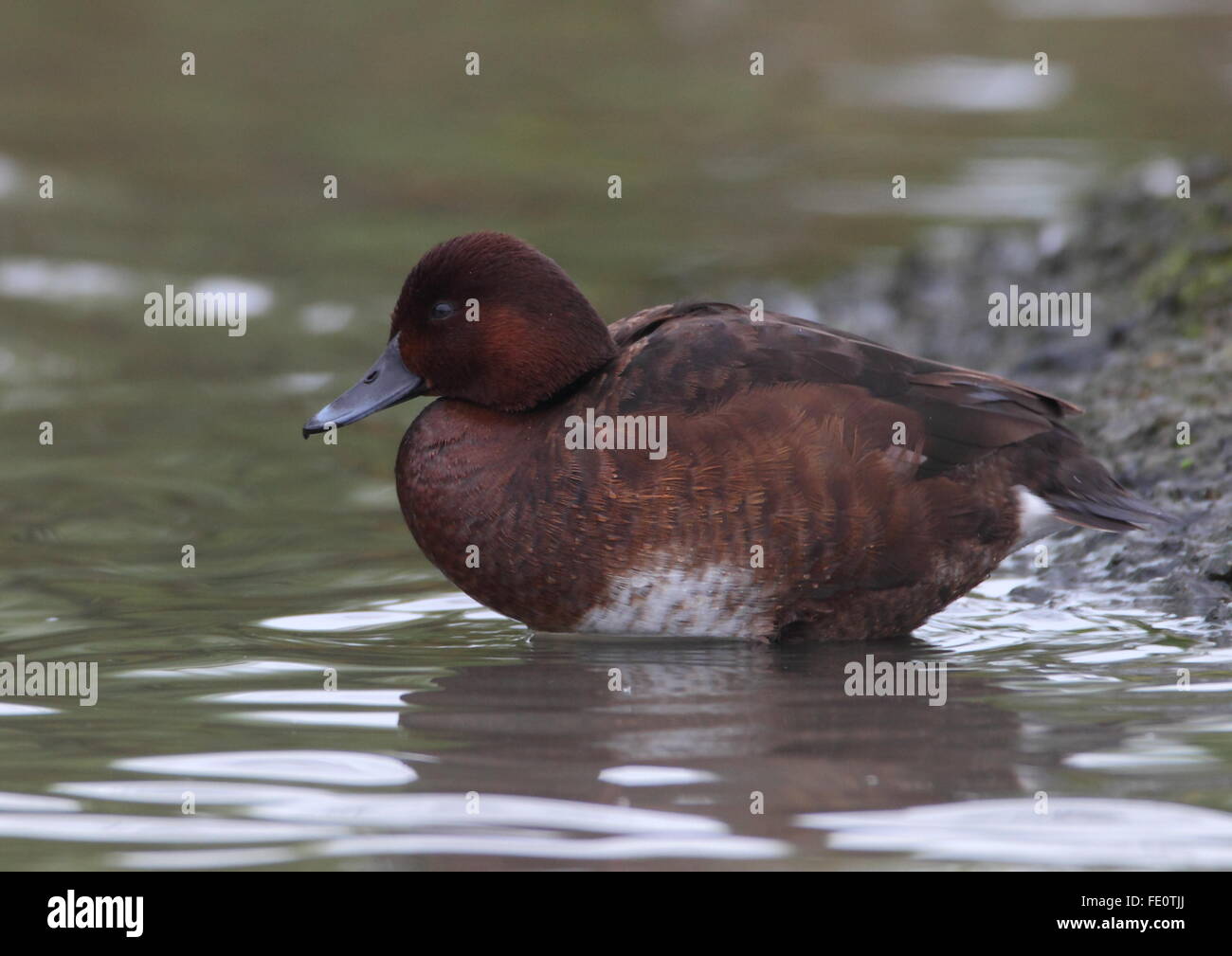 Female vagrant hi-res stock photography and images - Alamy